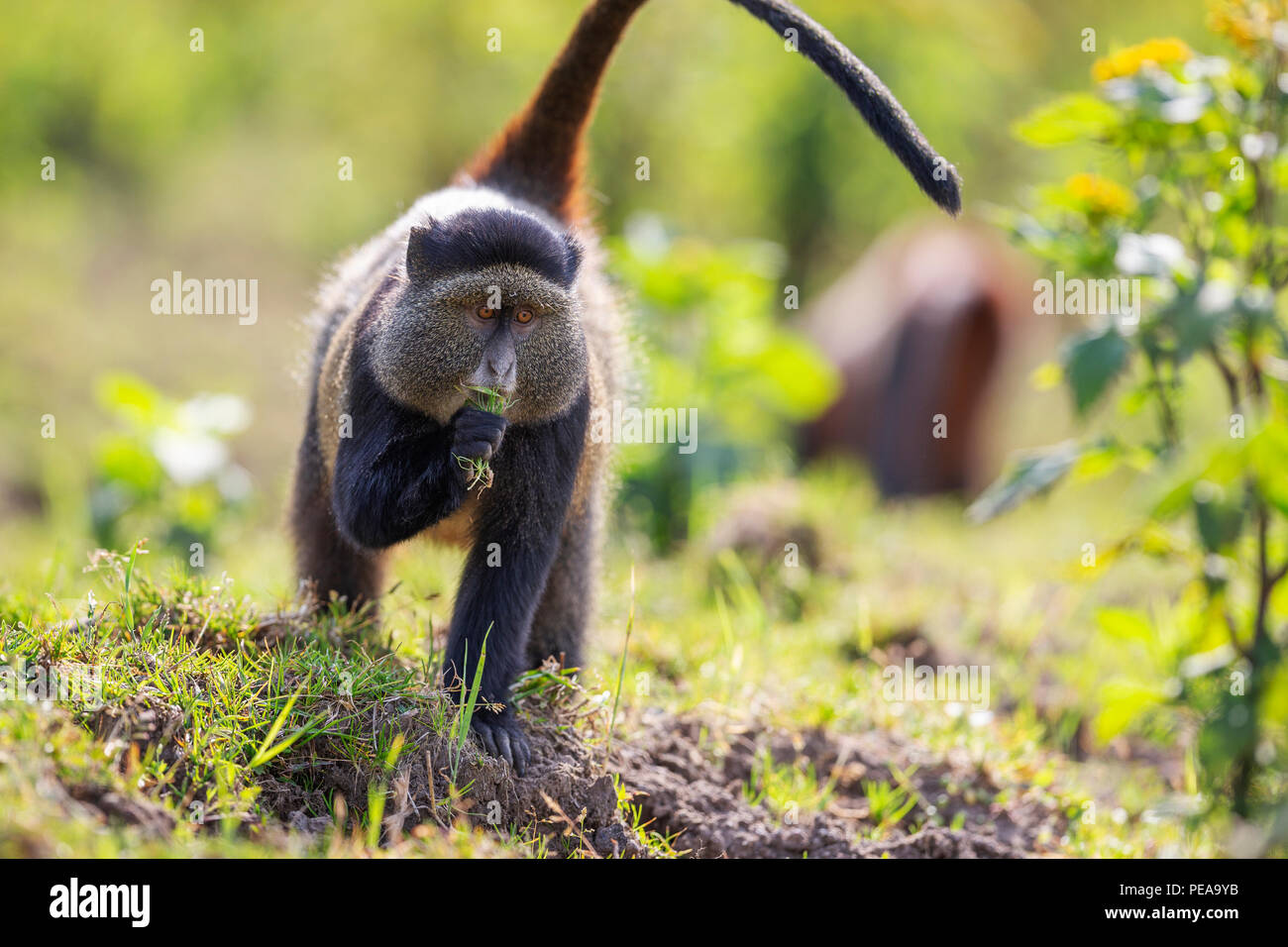Golden Monkey, Cercopithecus kandti, Volcanoes National Park in Kinigi ...
