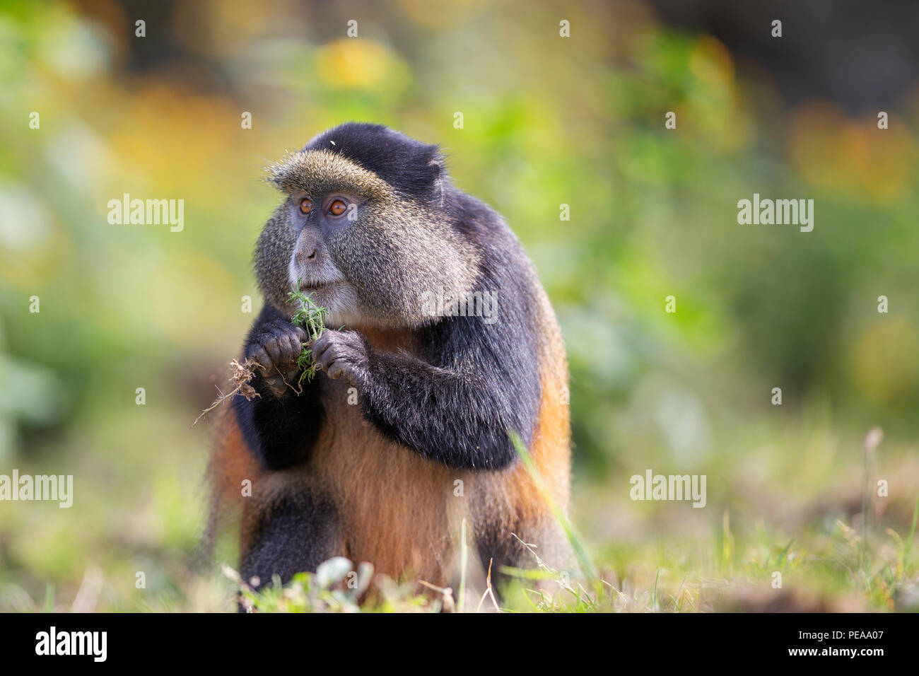 Golden Monkey, Cercopithecus kandti, Volcanoes National Park in Kinigi ...