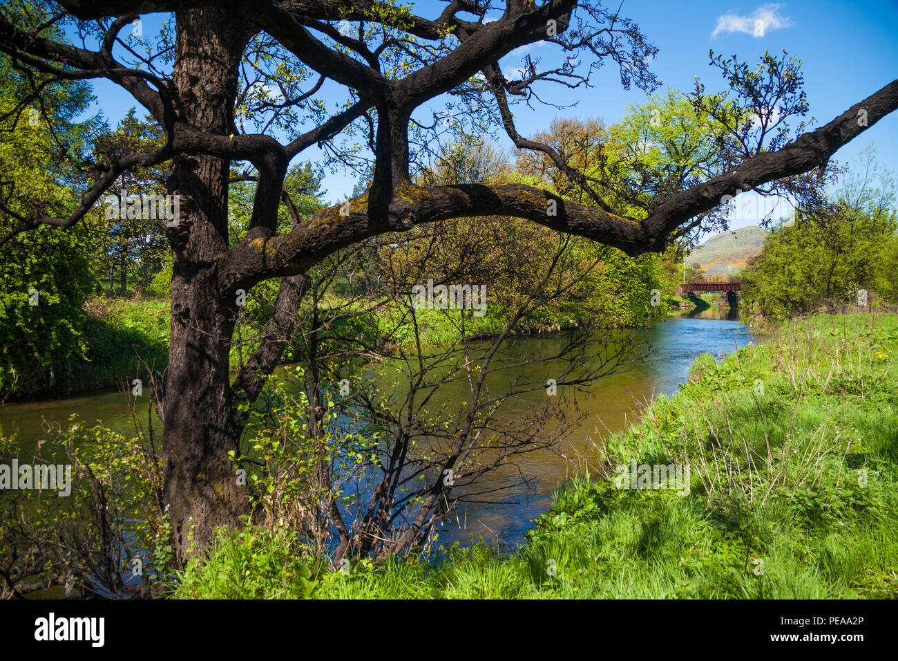 Tree near the river Devon near Alloa Scotland stained black byBaudoinia ...