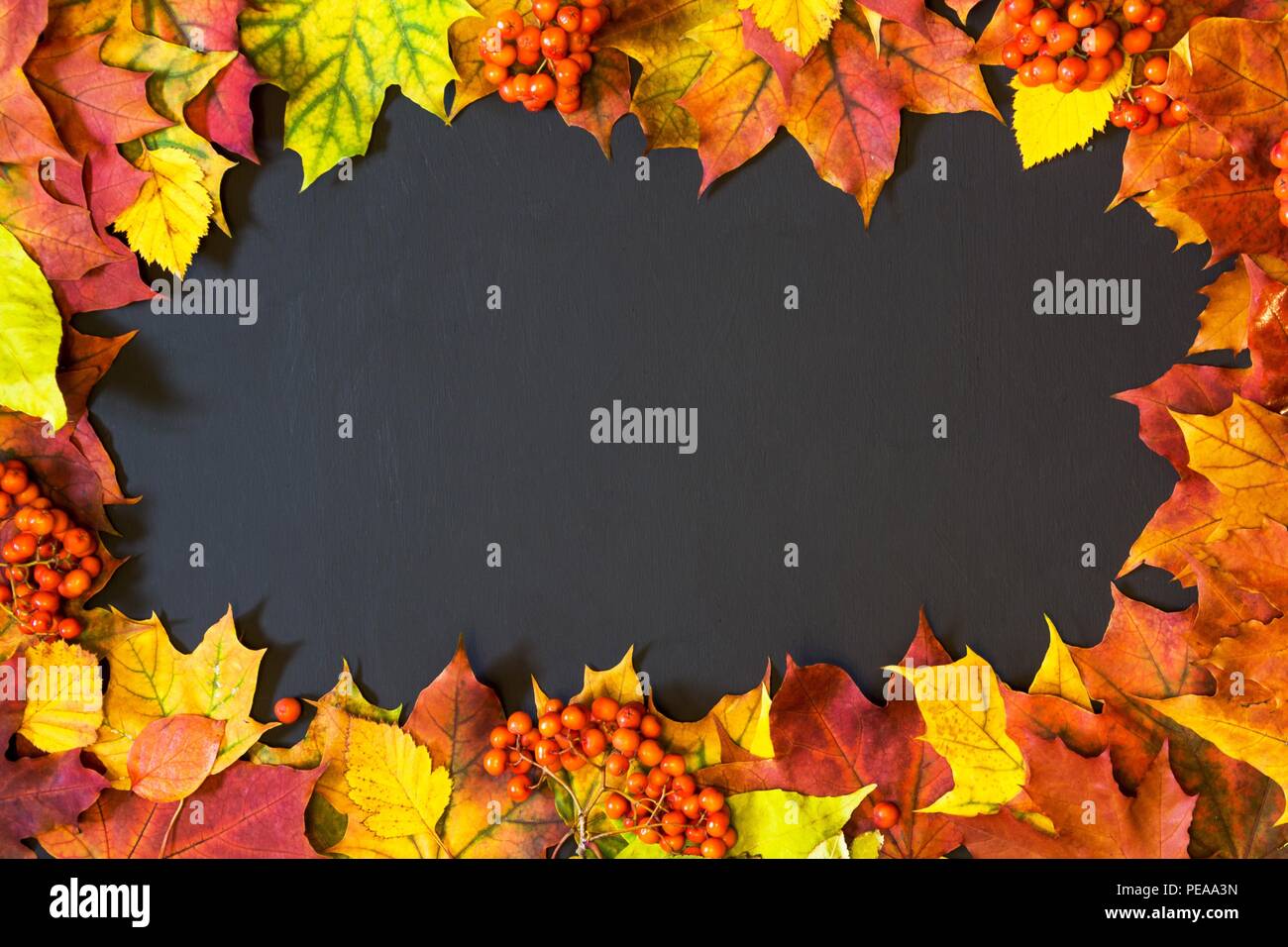 Autumn theme background with maple leaves on black. Copy space Stock ...