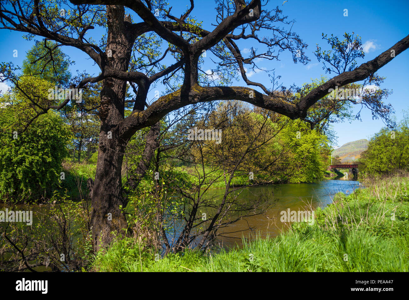 Tree near the river Devon near Alloa Scotland stained black byBaudoinia ...