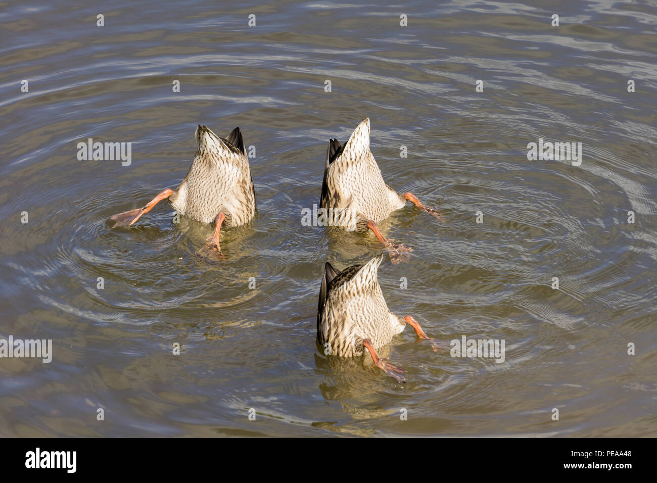 Upending Duck High Resolution Stock Photography and Images - Alamy