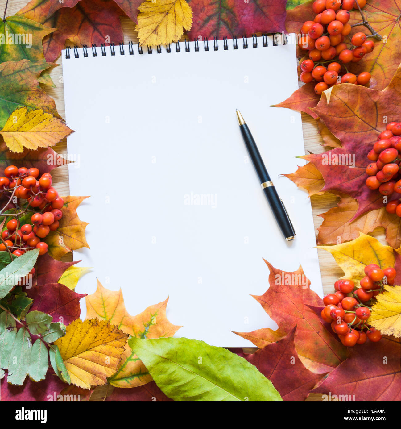 Autumn theme background with maple leaves, empty blank and pen for ...