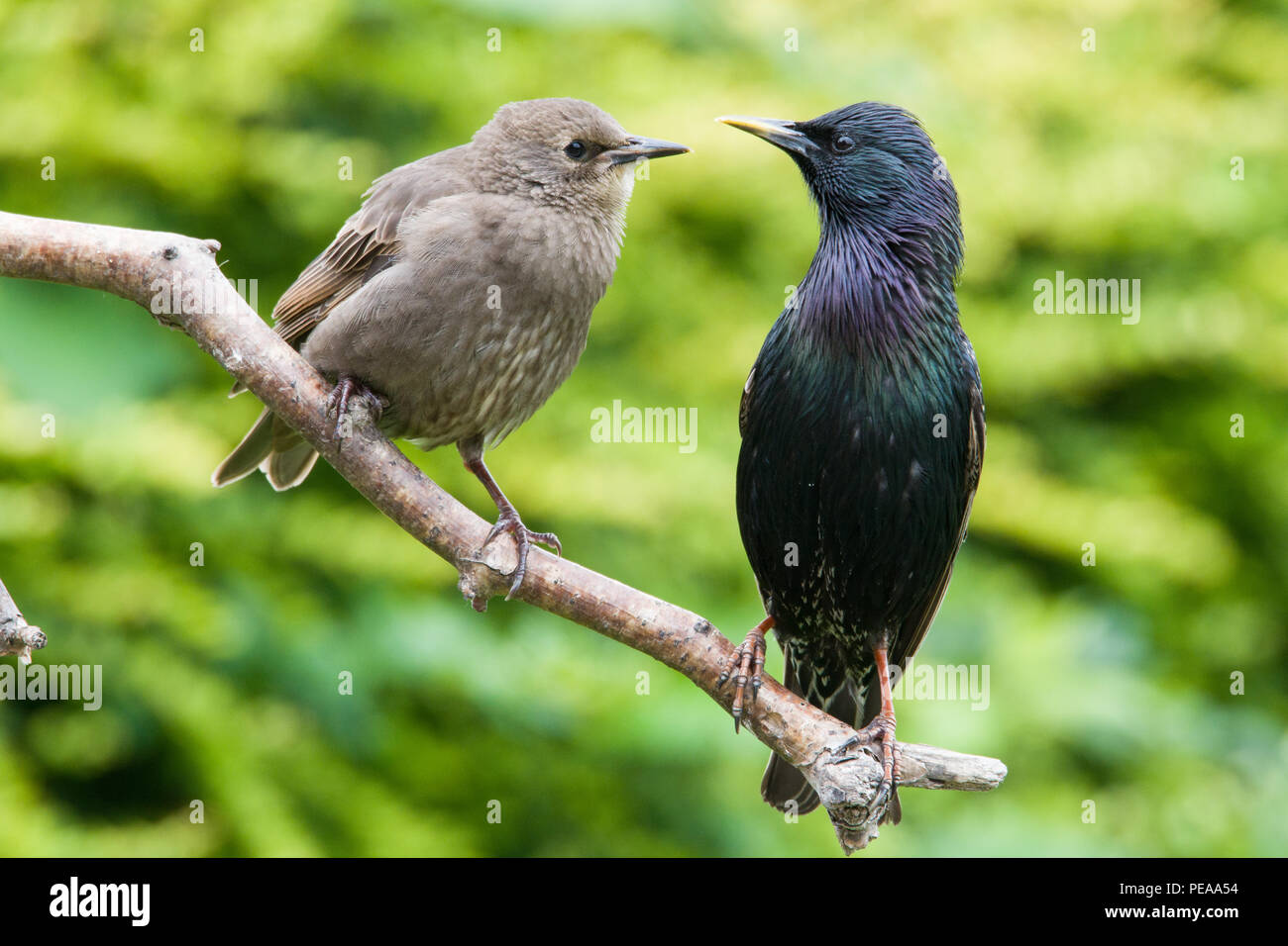 Young common starling and parent bird on a branch Stock Photo - Alamy