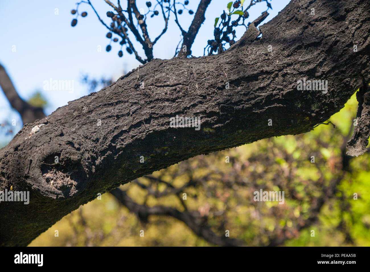 Baudoinia compniacensis hi-res stock photography and images - Alamy