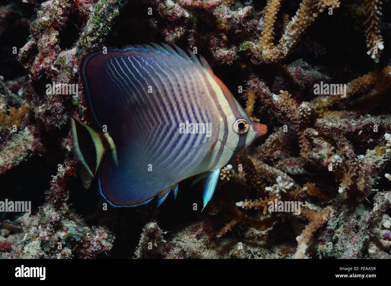 Triangel falterfisch hi-res stock photography and images - Alamy