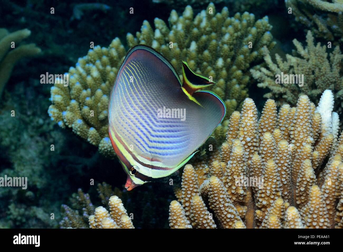 Chaetodon triangulum, triangle butterflyfish, Triangel-Falterfisch ...