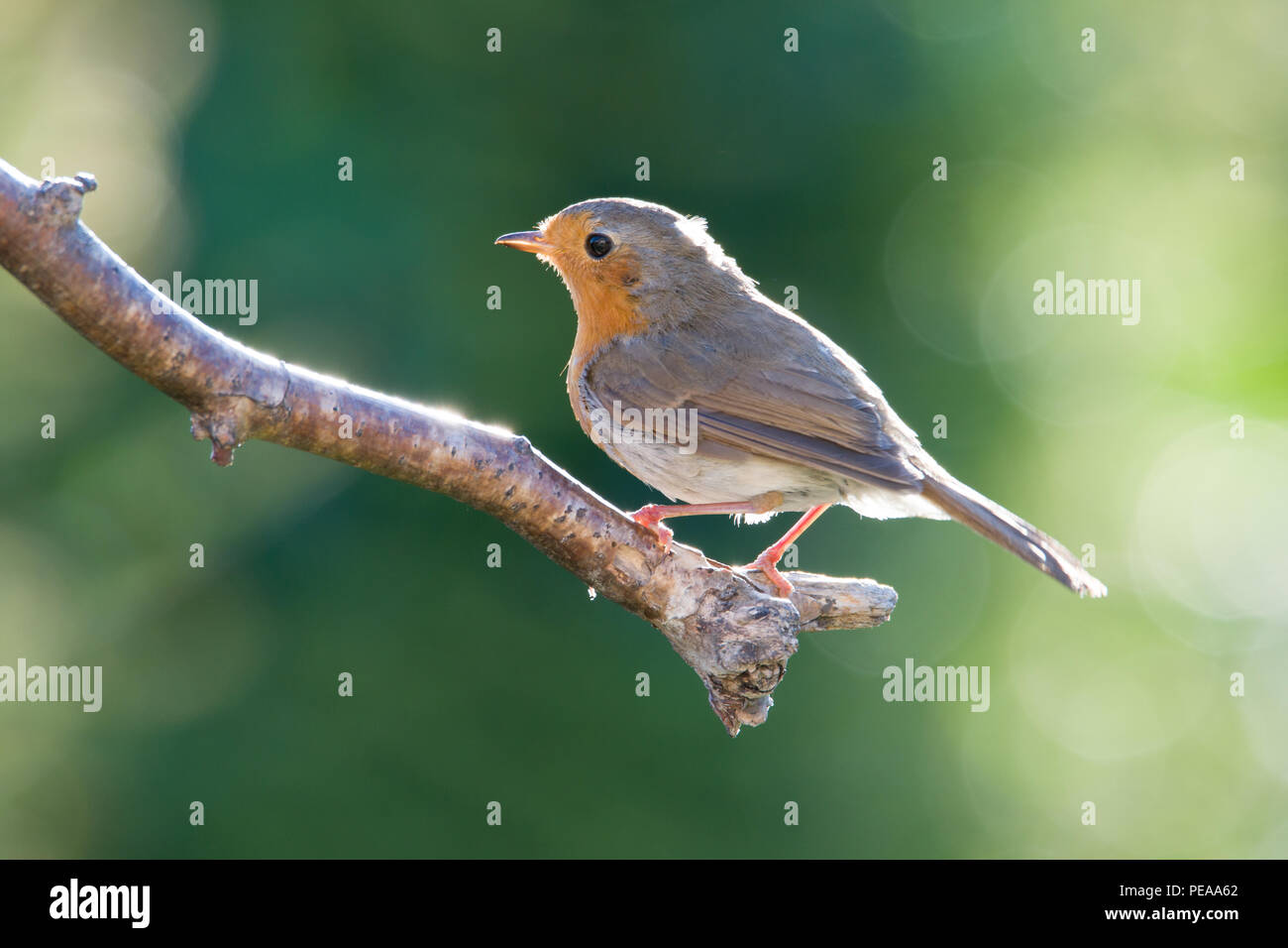 Robin at rest hi-res stock photography and images - Alamy