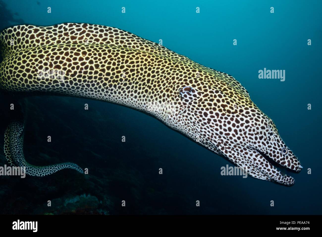 Gymnothorax favagineus, leopard moray, honeycomb moray, Netzmuräne ...