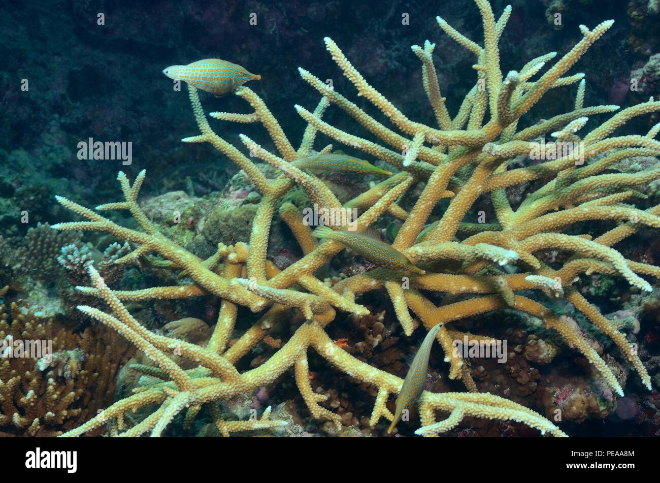 Harlekin-Feilenfisch, harlequin filefish, Oxymonacanthus longirostris ...