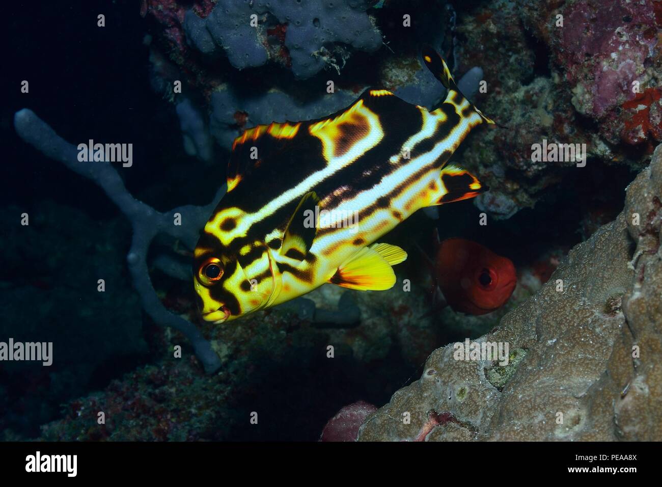 Plectorhynchus vittatus (orientalis), Indian Ocean oriental sweetlip ...