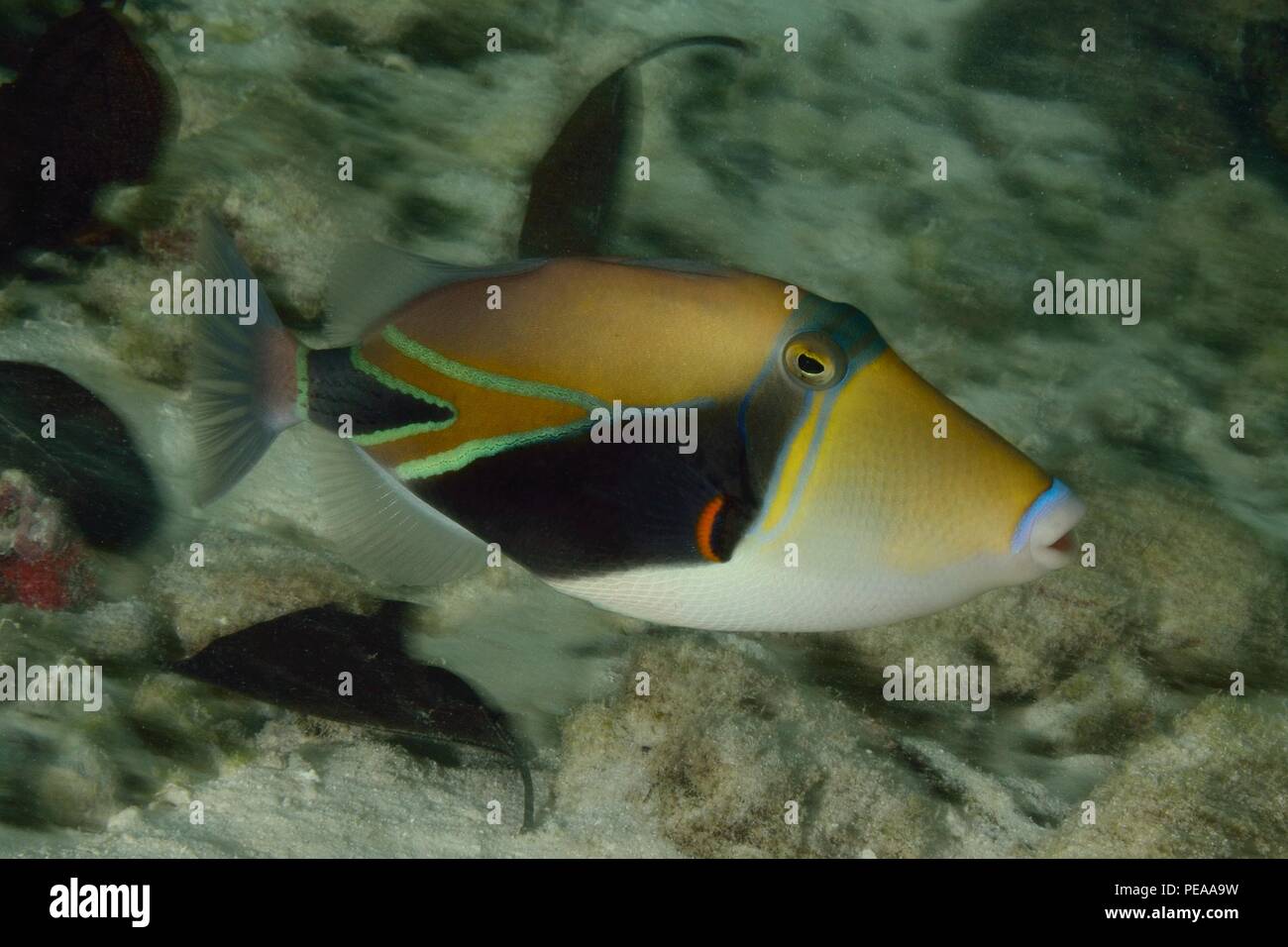 Diamant-Picassodrückerfisch, rectangular triggerfish, Rhinecanthus ...