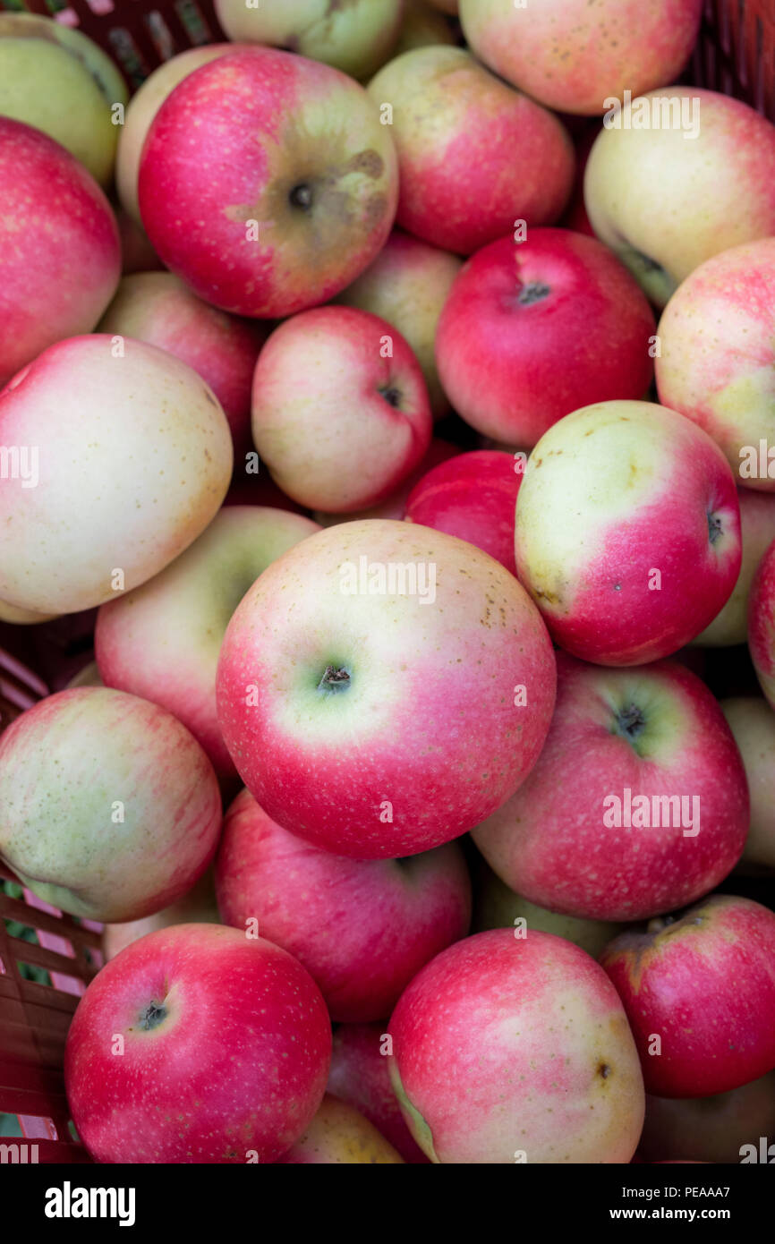 Malus domestica ‘Discovery’. Harvested Apples ‘Discovery’ from above in ...