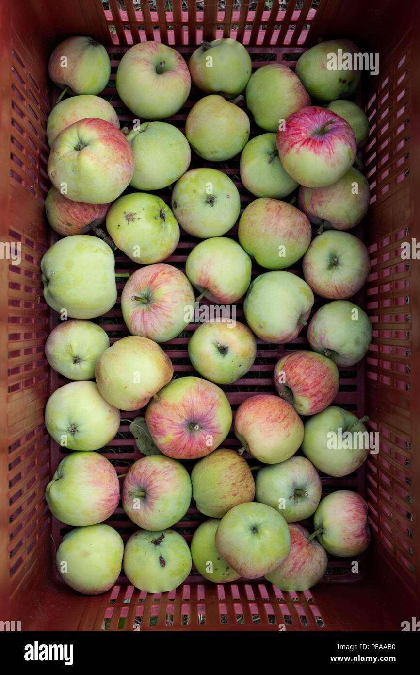 Plastic apples hi-res stock photography and images - Alamy