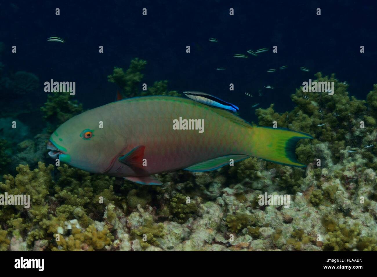 Chlorurus -Scarus- strongylocephalus, Indischer Buckelkopf-Papageifisch ...