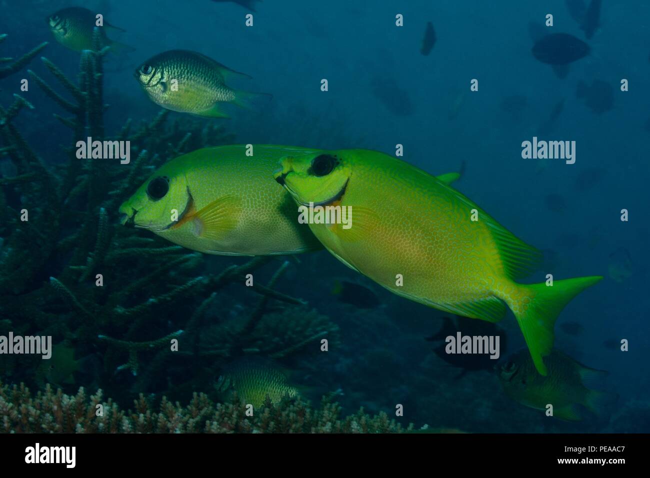 Blackeye rabbitfish hi-res stock photography and images - Alamy