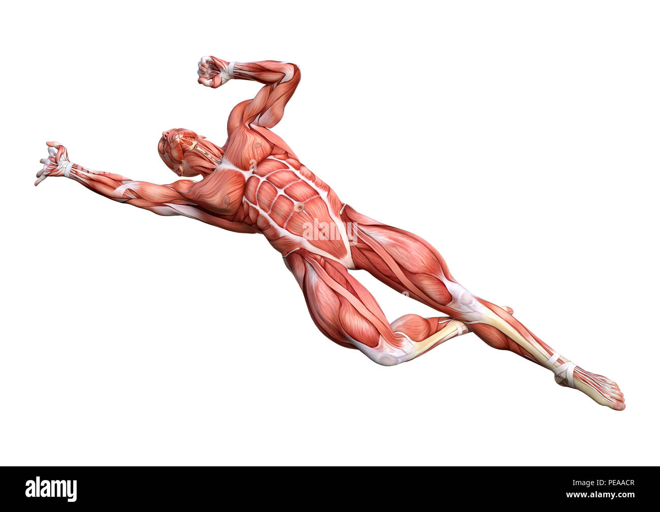 3D rendering of a male anatomy figure with muscles map isolated on ...