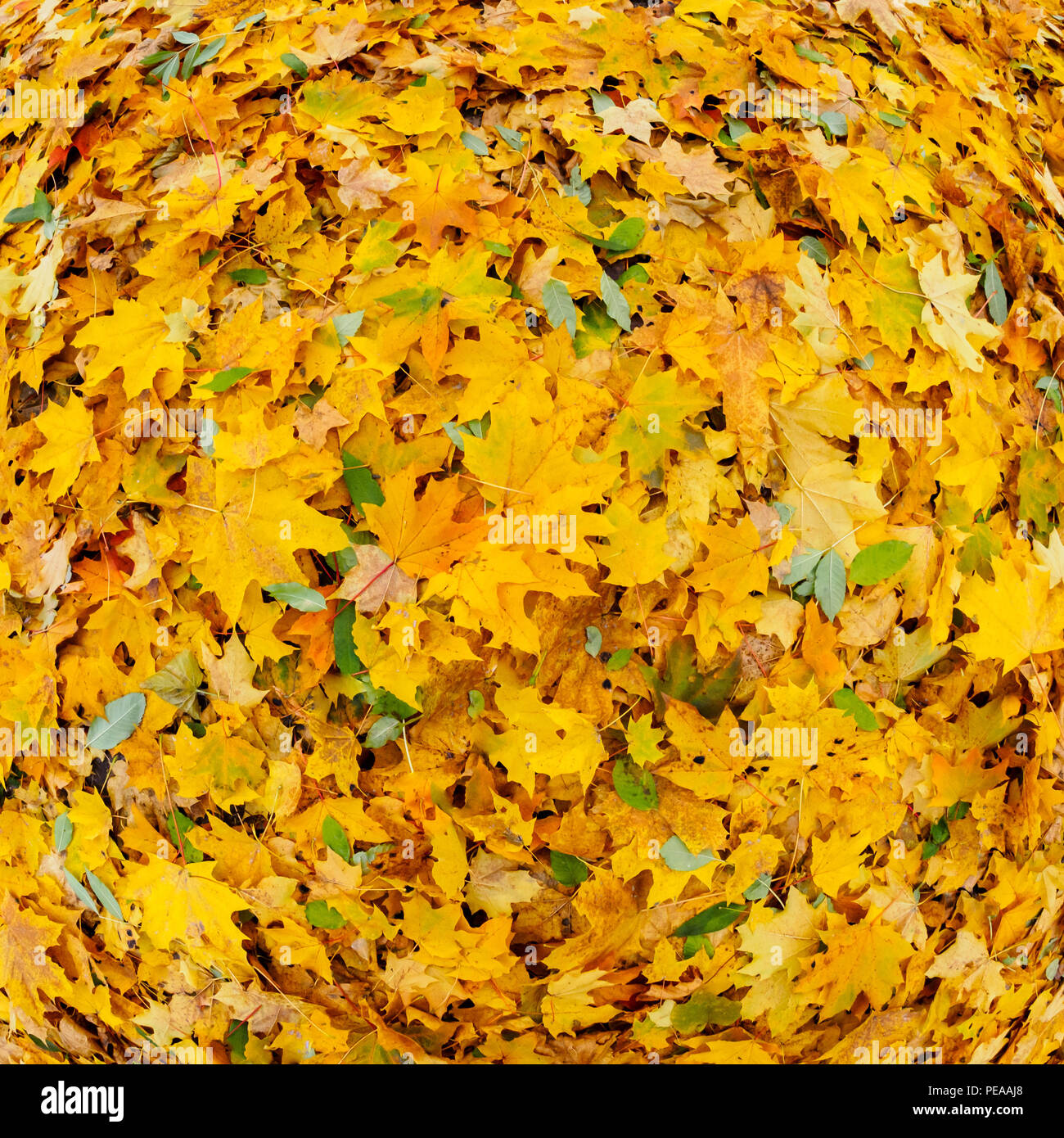 Yellow autumn background with maple fall foliage Stock Photo - Alamy