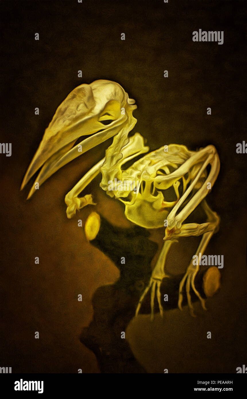 Bird skeleton images hi-res stock photography and images - Alamy