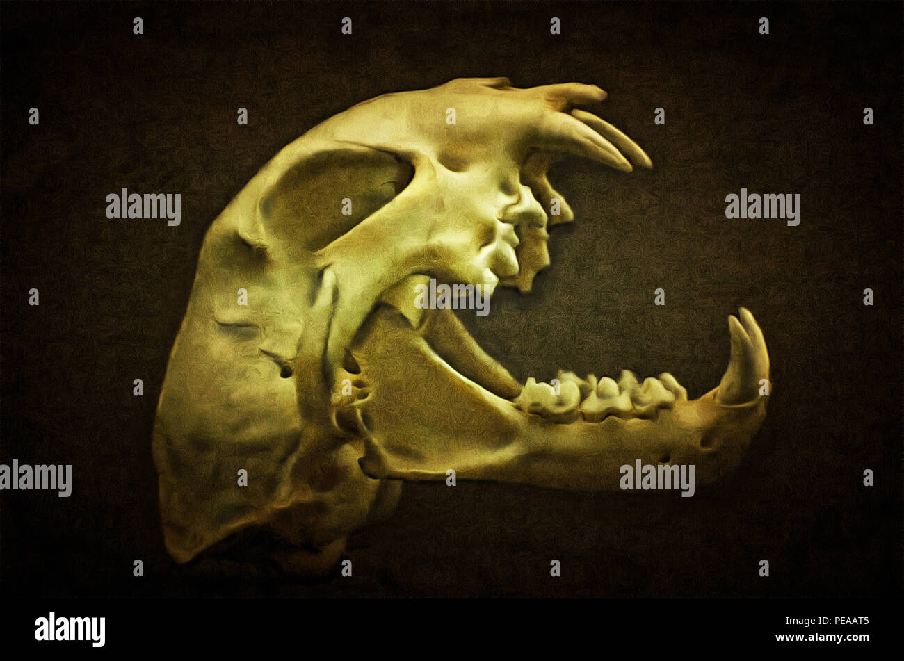Skull common lynx hi-res stock photography and images - Alamy