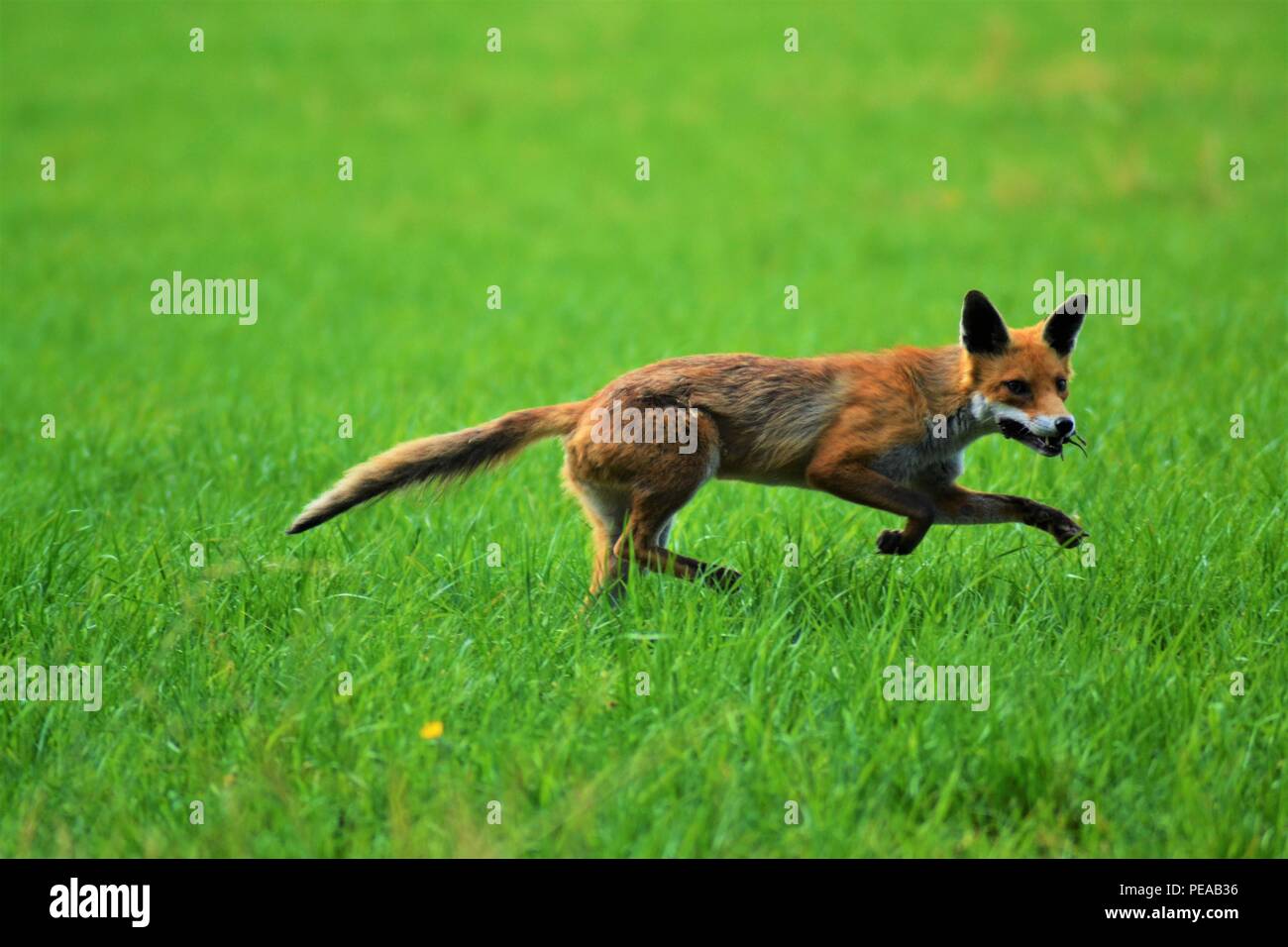 Fox on the Run Stock Photo - Alamy