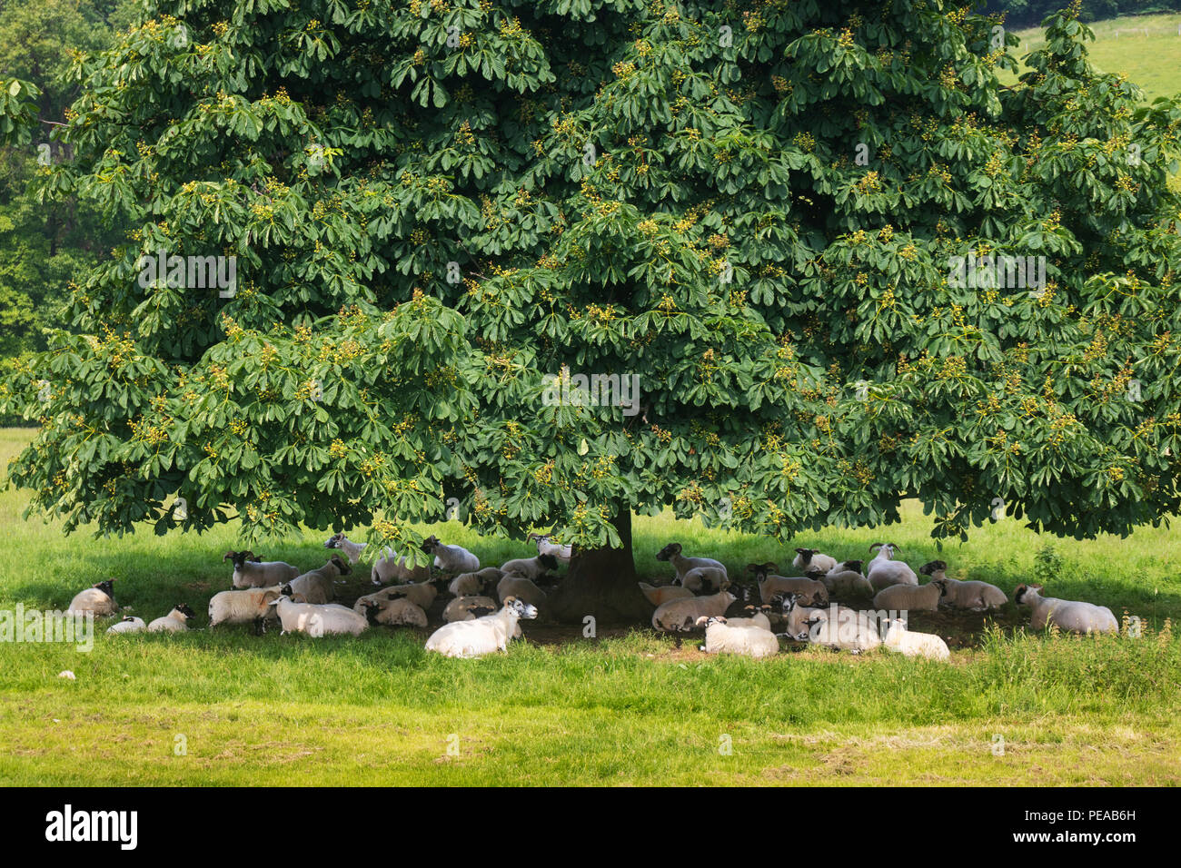 Hot weather animals hi-res stock photography and images - Alamy