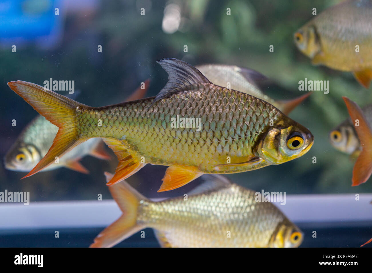 Silver barb hi-res stock photography and images - Alamy
