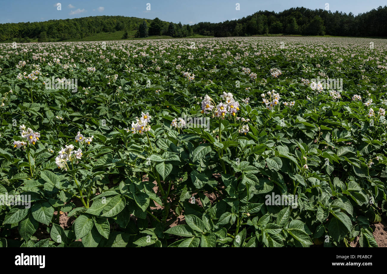 Potato crop hi-res stock photography and images - Alamy