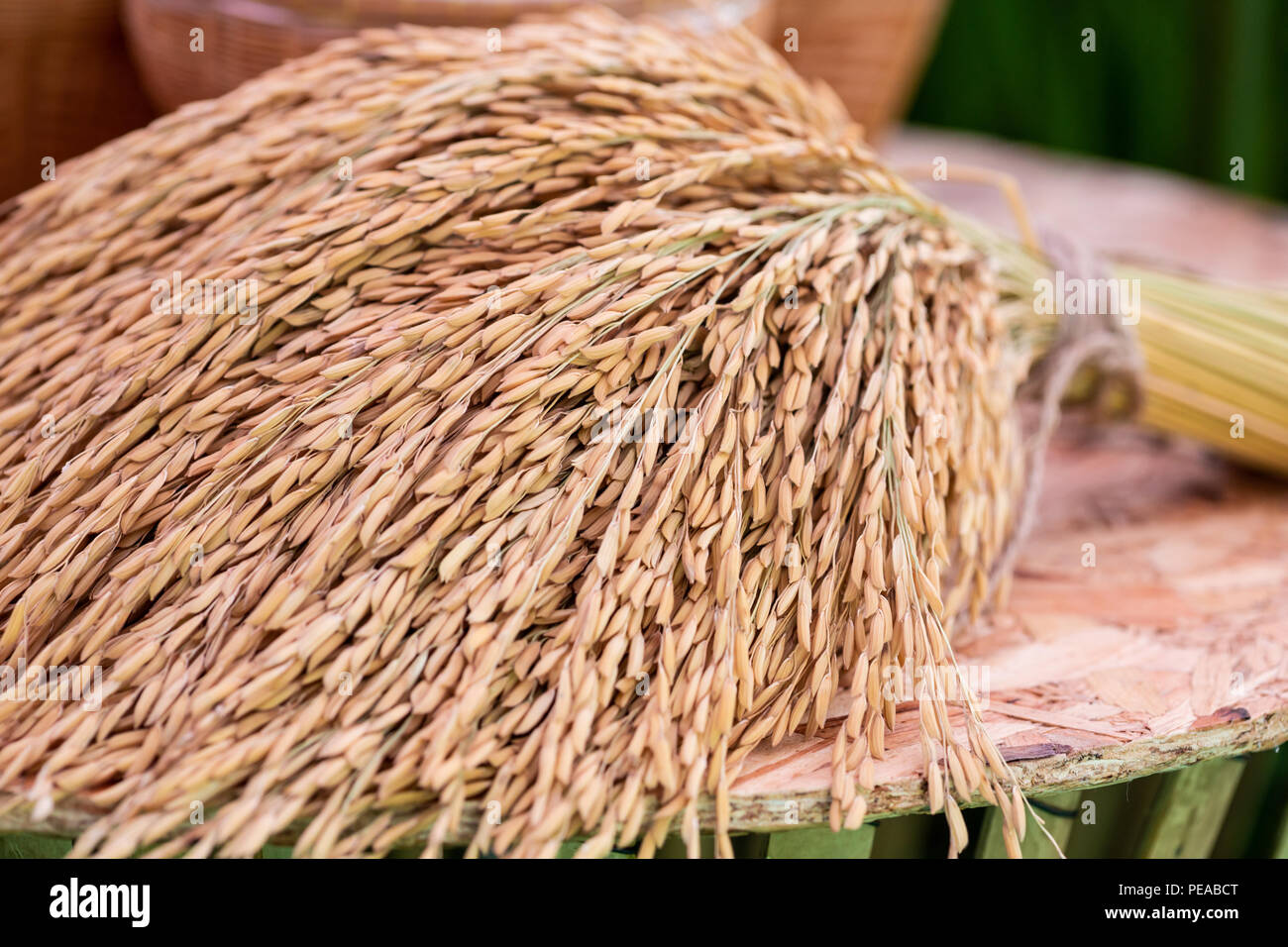 Dry paddy hi-res stock photography and images - Alamy