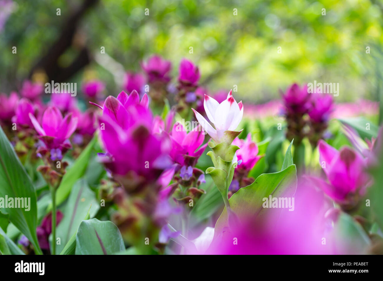 Curcuma alismatifolia, Siam tulip or summer tulip in the garden Stock ...