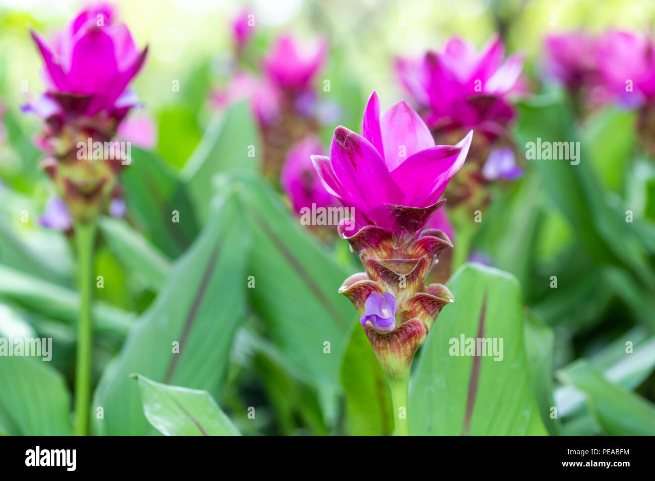 Curcuma alismatifolia, Siam tulip or summer tulip in the garden Stock ...