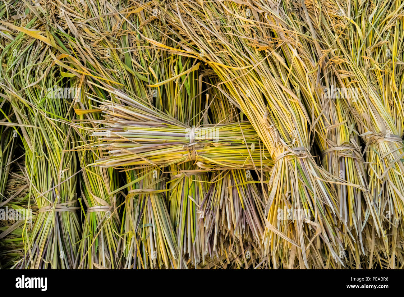 Stacks of rice in Laos Stock Photo - Alamy