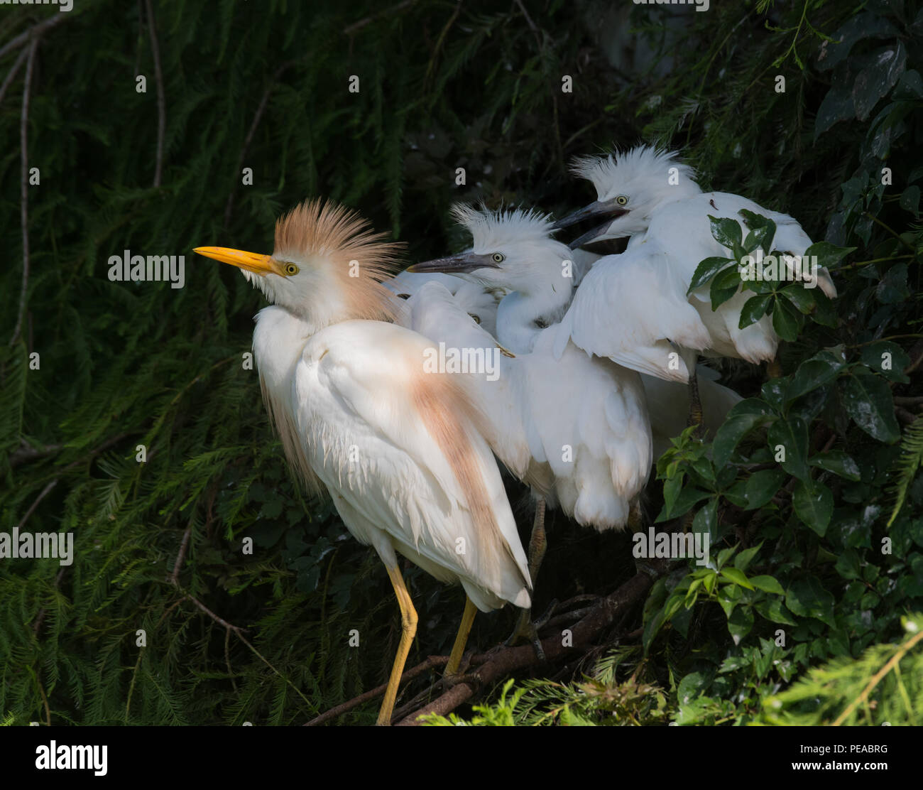 Egret family hi-res stock photography and images - Alamy