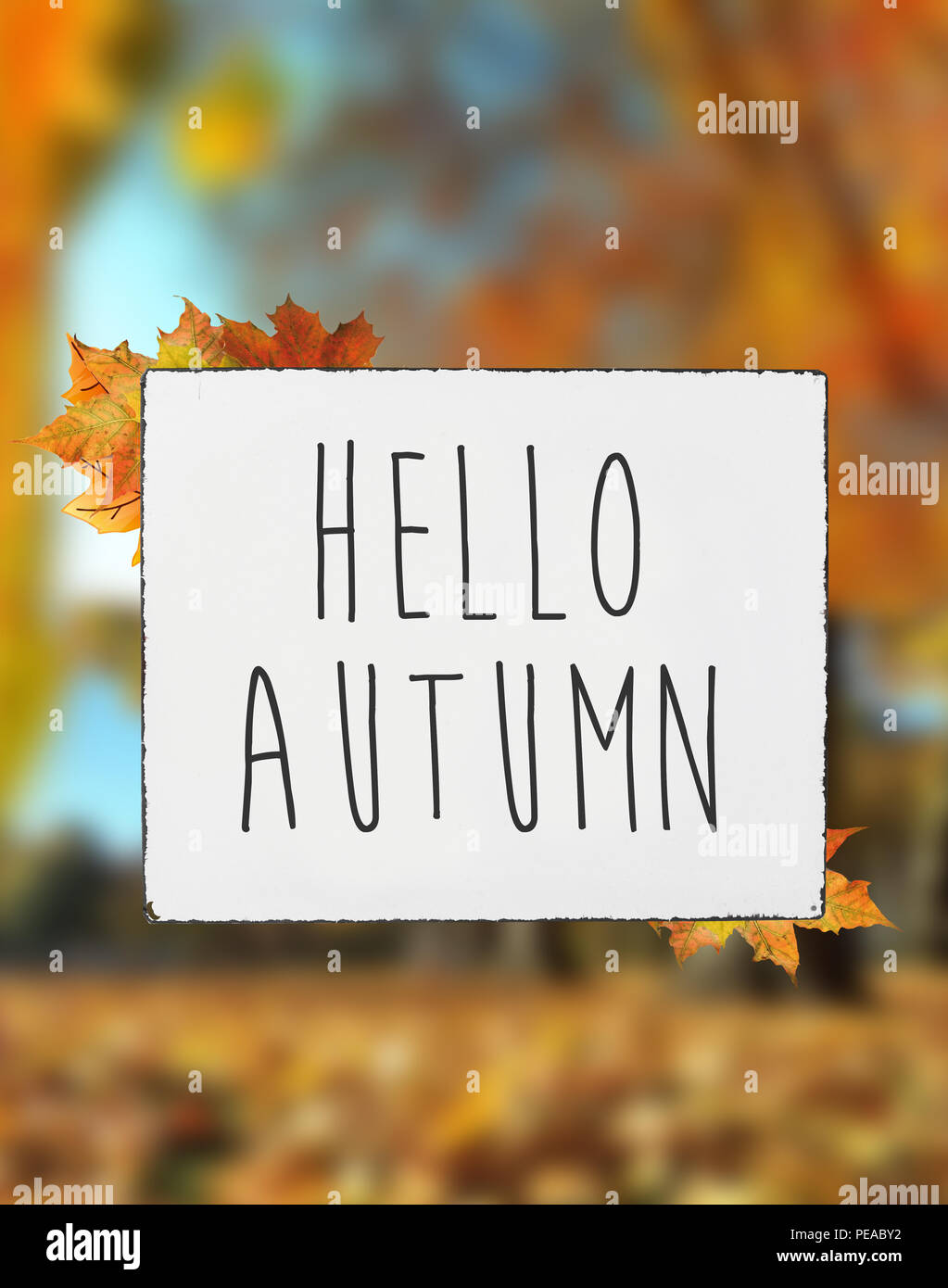 Hello autumn text on white plate board banner fall leaves blur ...
