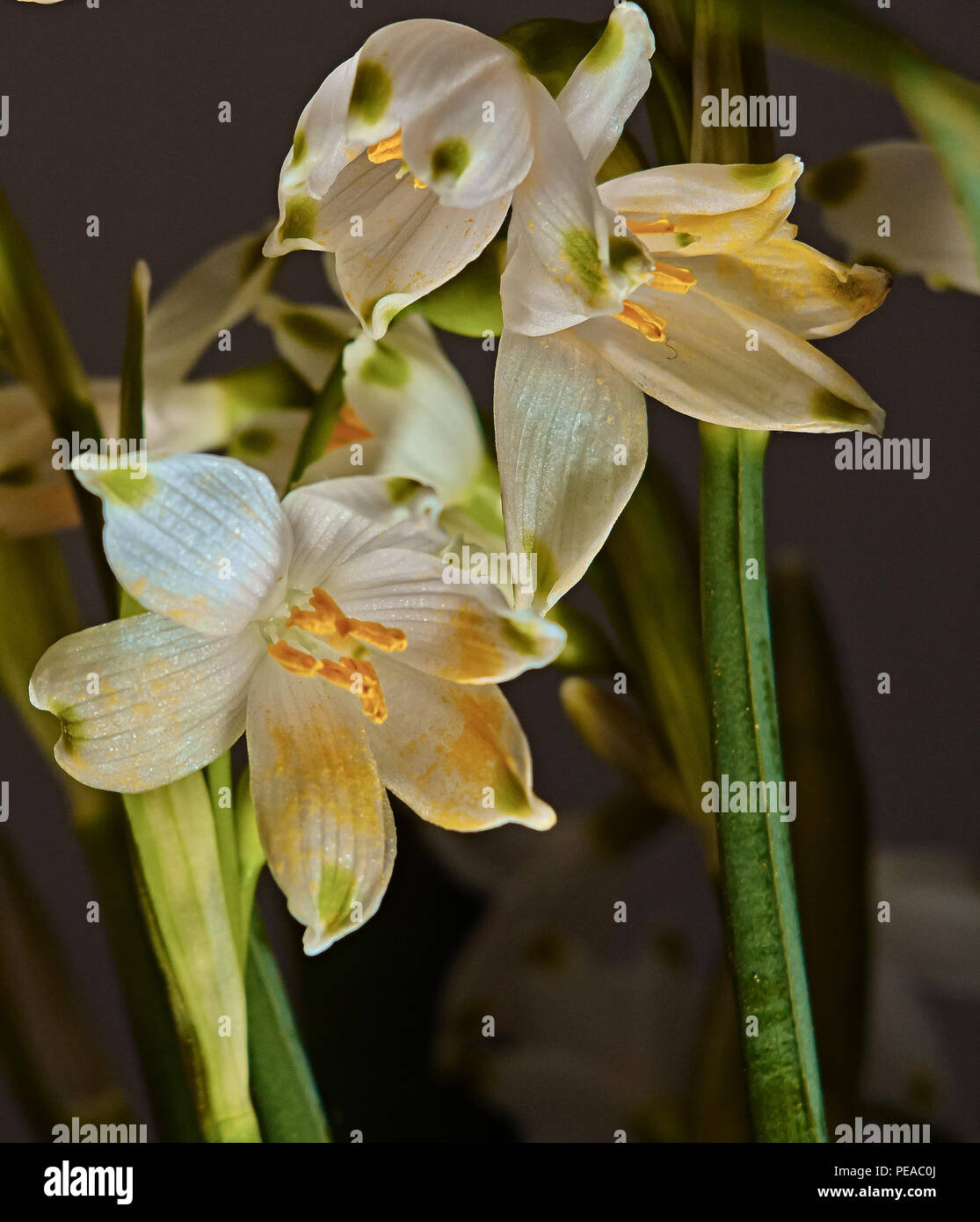Spring snow melts first hi-res stock photography and images - Alamy