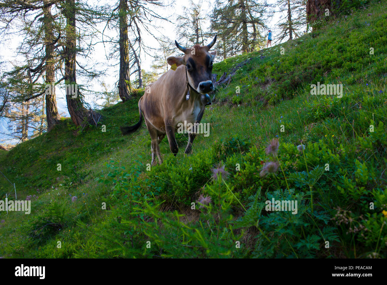 Dairy cow brown hi-res stock photography and images - Alamy