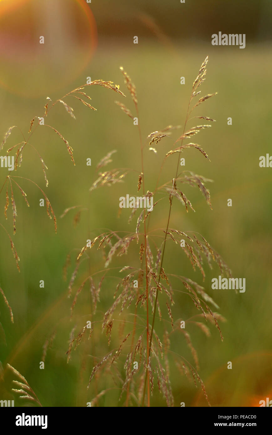 Kolos. sunset. von Stock Photo - Alamy