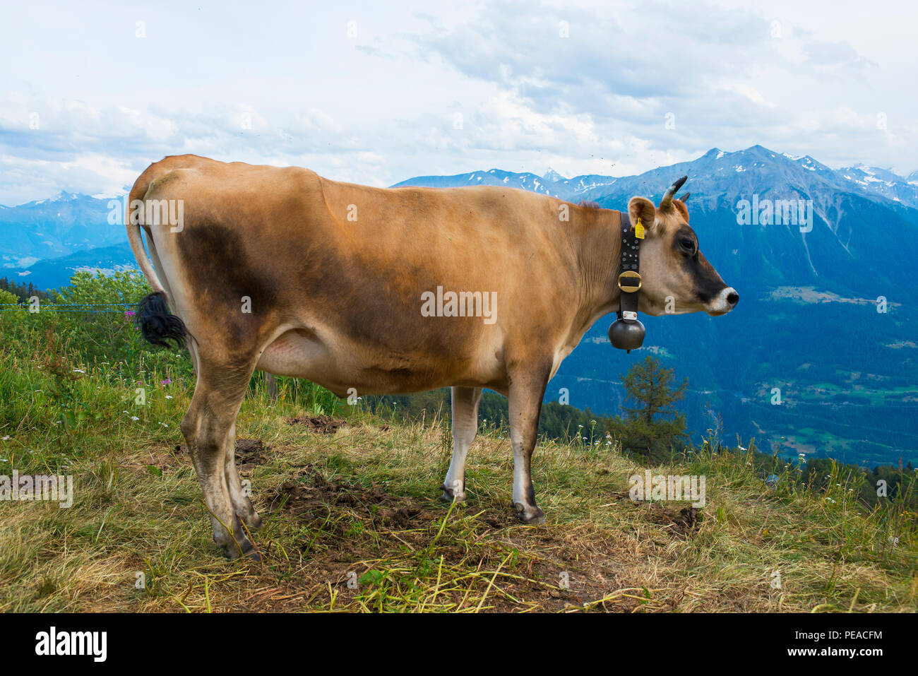 Dairy Cow-Brown Swiss Milk Cow in Switzerland Stock Photo - Alamy