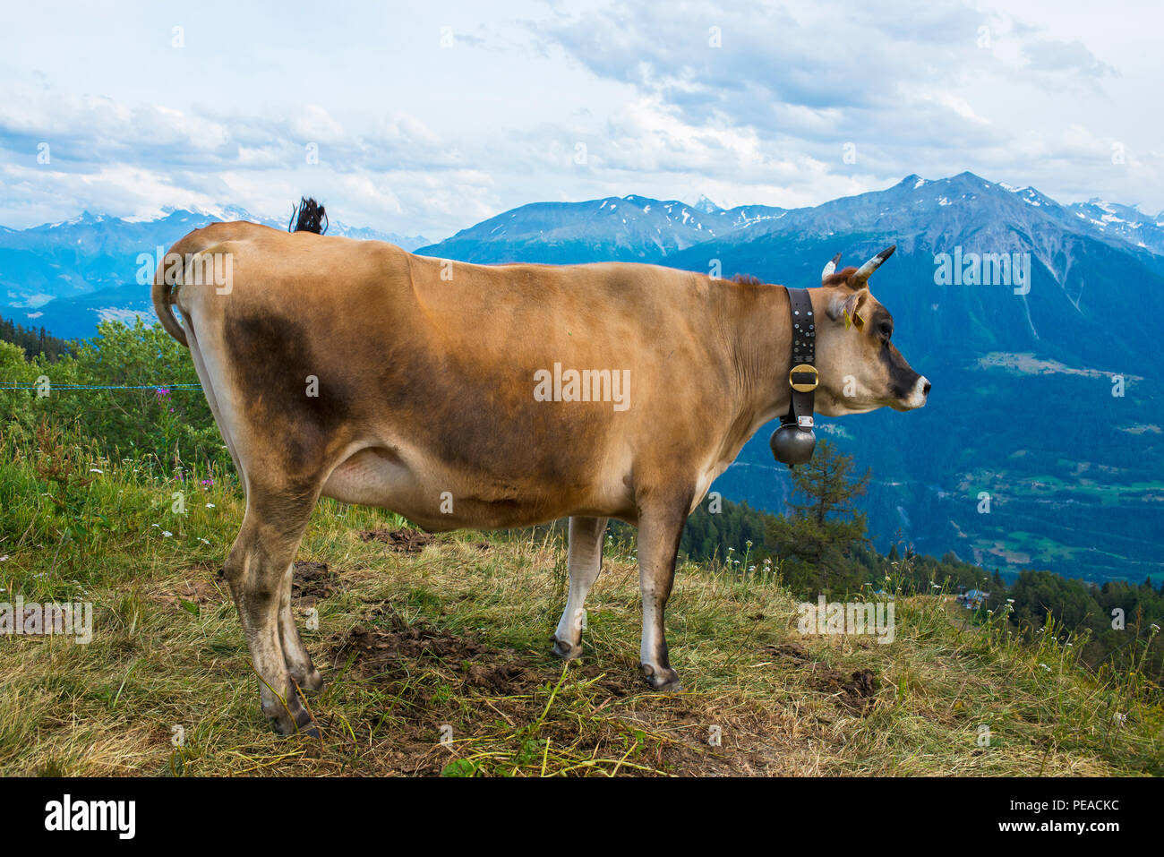 Dairy Cow-Brown Swiss Milk Cow in Switzerland Stock Photo - Alamy