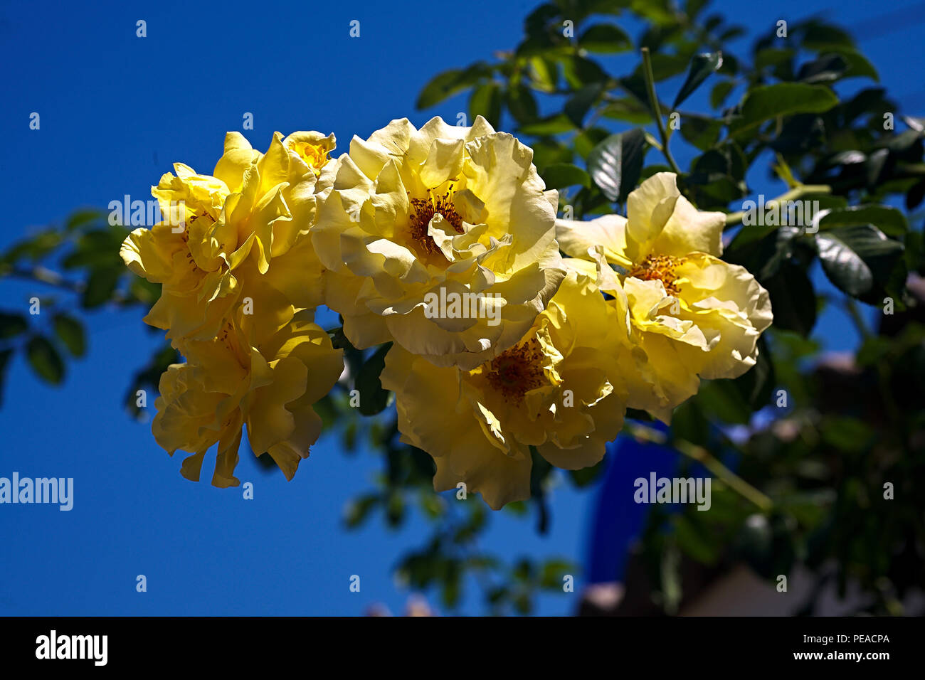 Beautiful yellow roses hi-res stock photography and images - Alamy