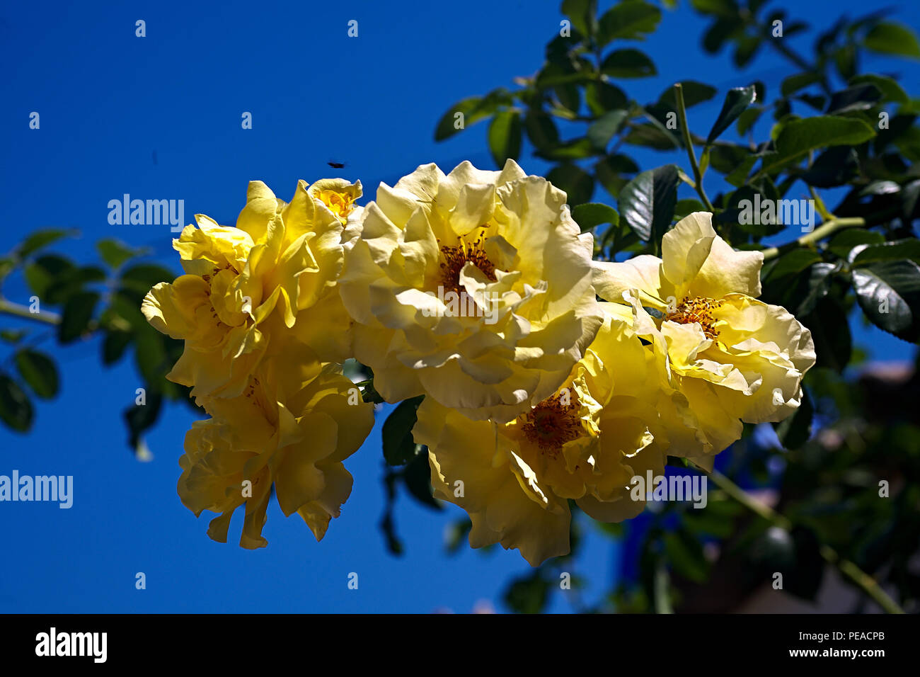 Blooming beautiful yellow roses hi-res stock photography and images - Alamy