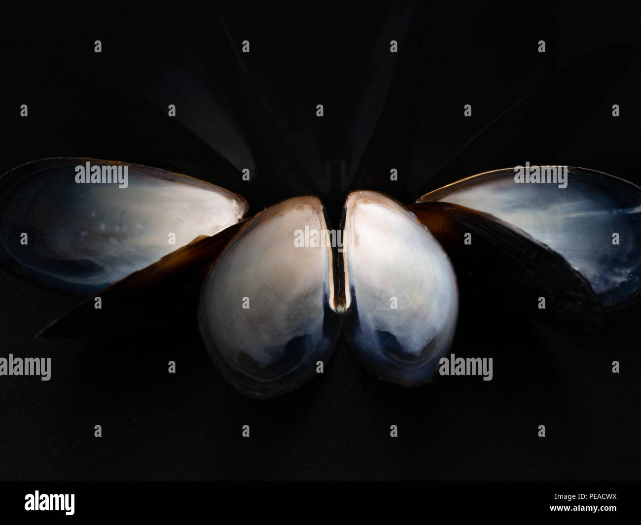 Mussel shells hi-res stock photography and images - Alamy