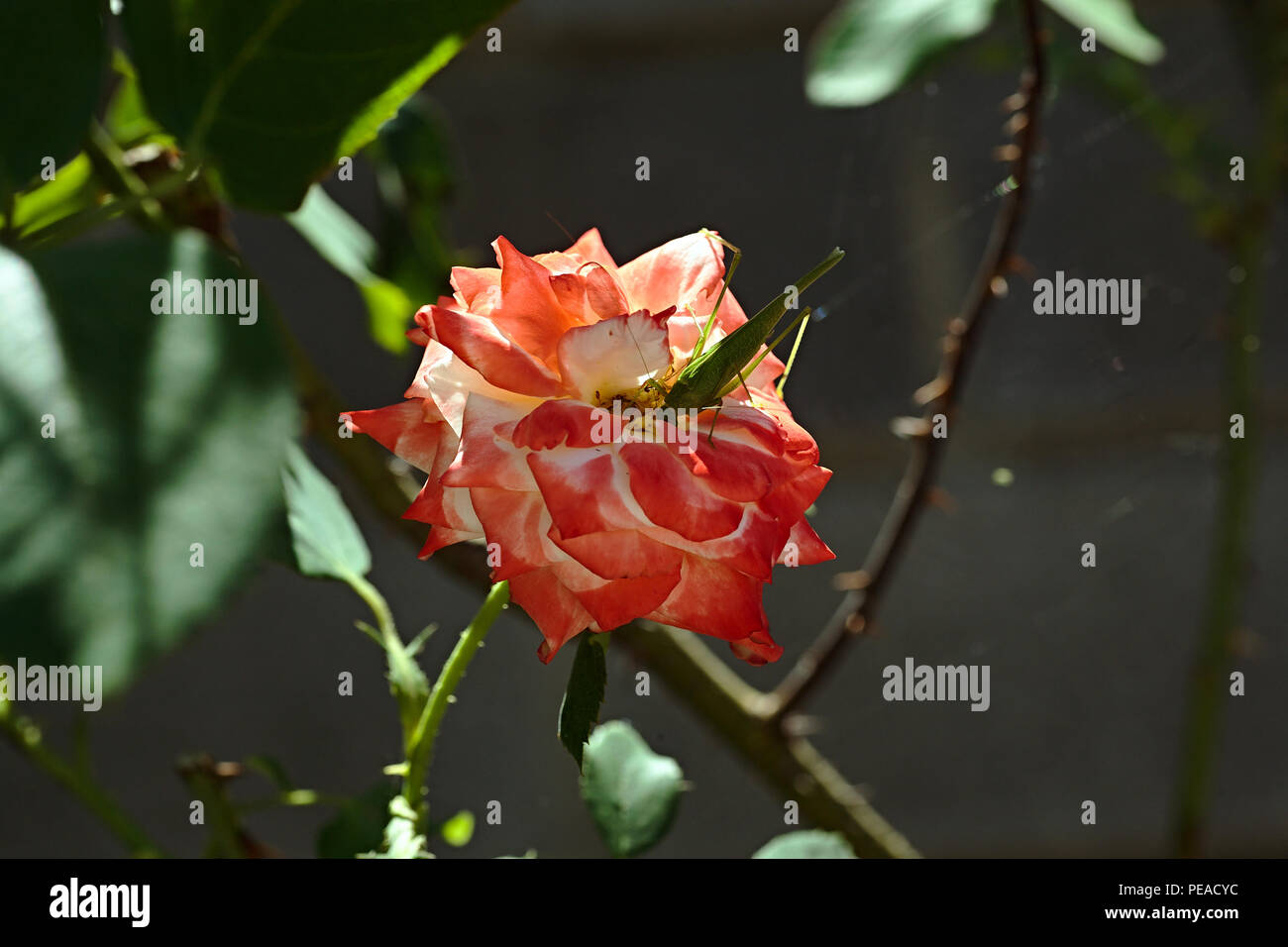 Blooming beautiful roses flower Stock Photo - Alamy