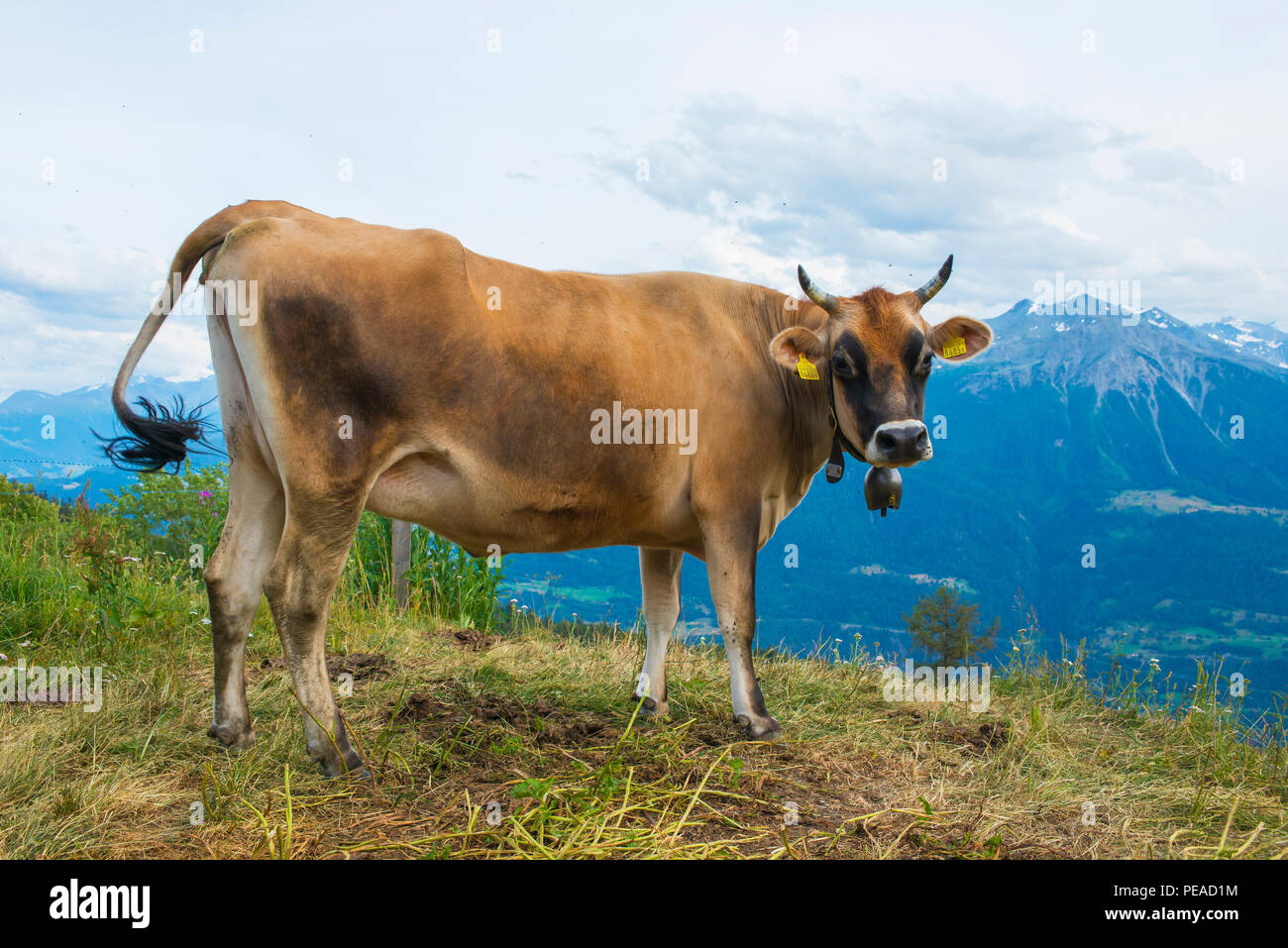 Dairy Cow-Brown Swiss Milk Cow in Switzerland Stock Photo - Alamy