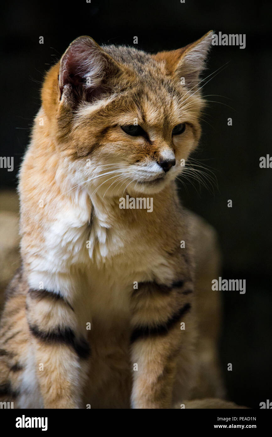 Sand cat desert hi-res stock photography and images - Alamy