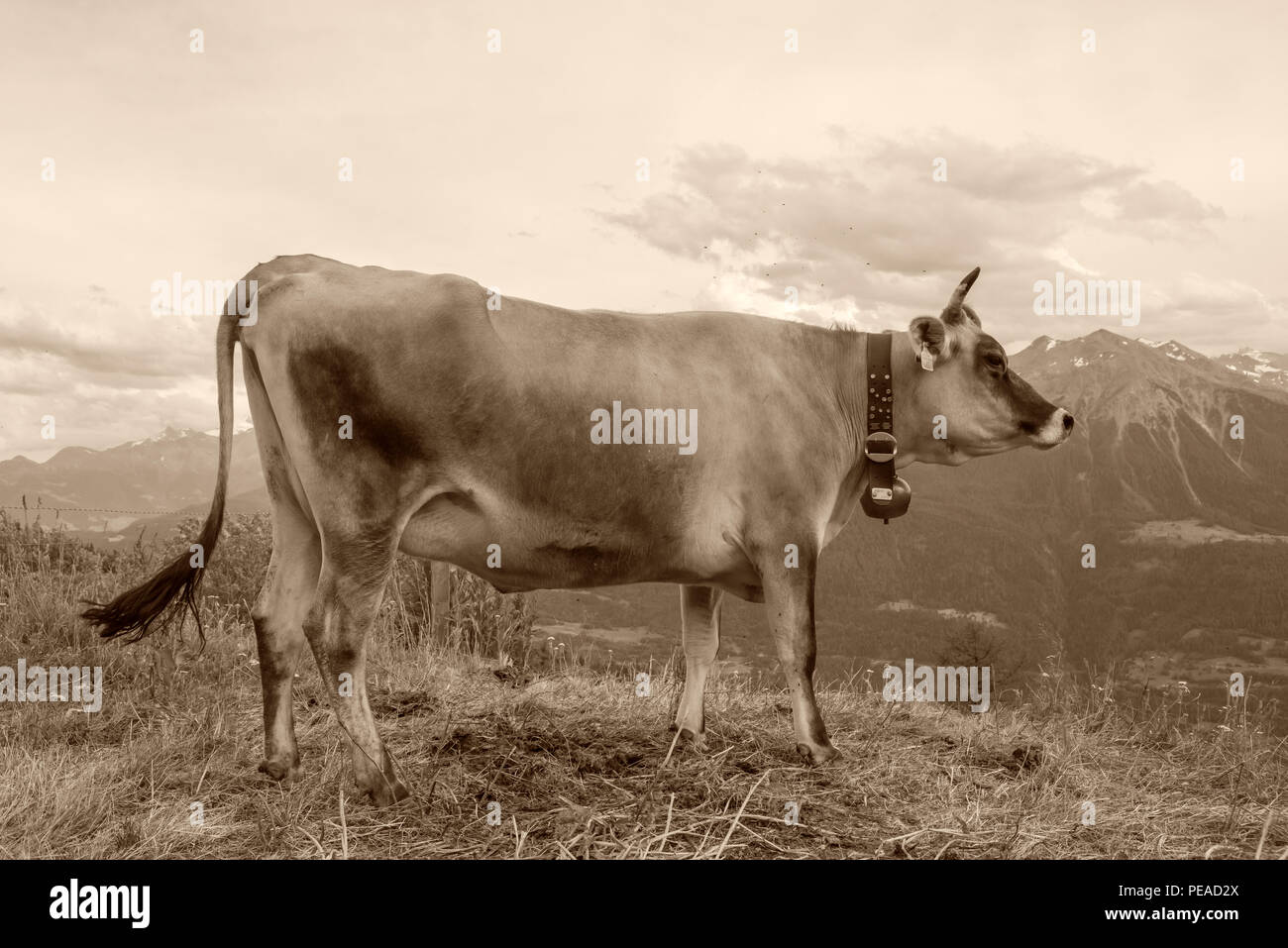 Dairy Cow-Brown Swiss Milk Cow in Switzerland Stock Photo - Alamy