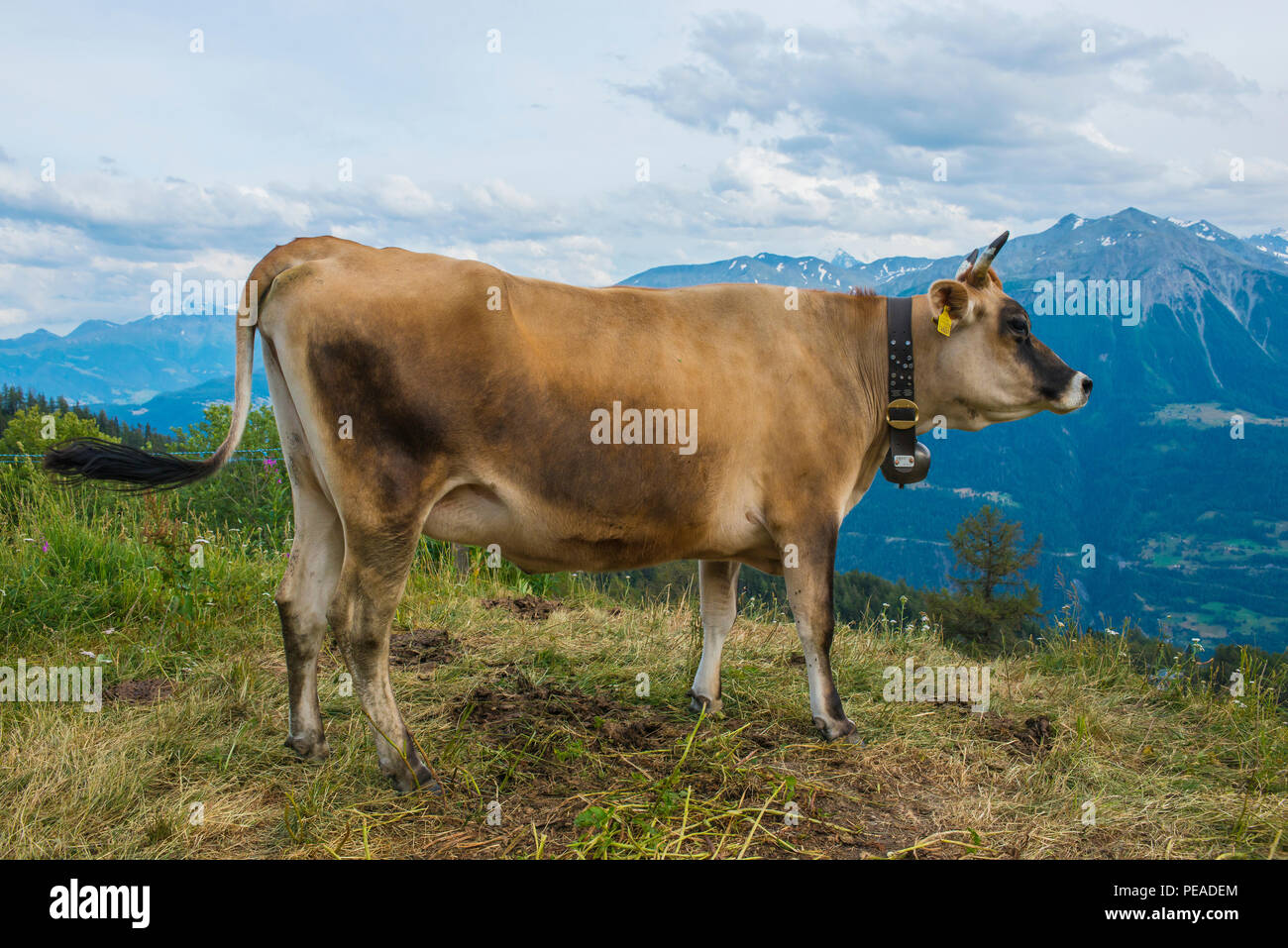 Dairy Cow-Brown Swiss Milk Cow in Switzerland Stock Photo - Alamy