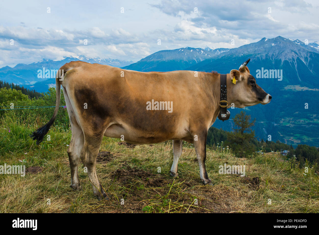 Dairy Cow-Brown Swiss Milk Cow in Switzerland Stock Photo - Alamy