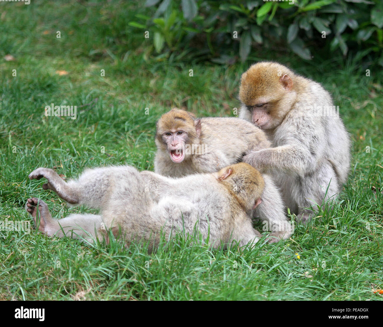 Trentham monkey forest hi-res stock photography and images - Alamy