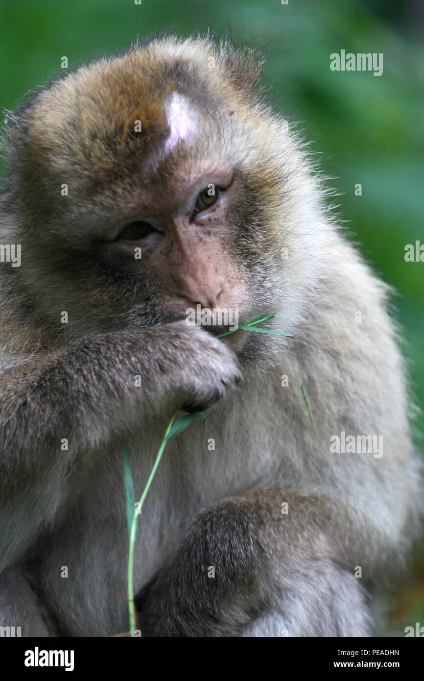 Trentham monkey forest hi-res stock photography and images - Alamy